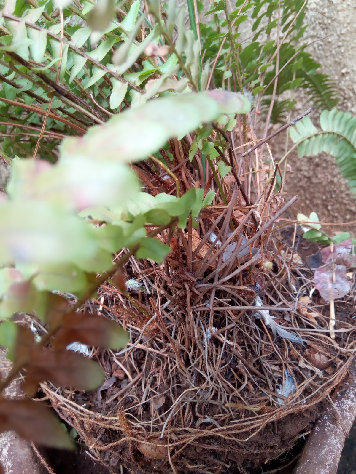 Garden Care Simplified: Boston Fern Nephrolepis exaltata growing Tips ...