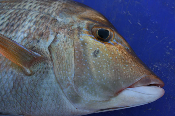 53 Buddhas and Me .................My Life Adventures.....: Broome to ...