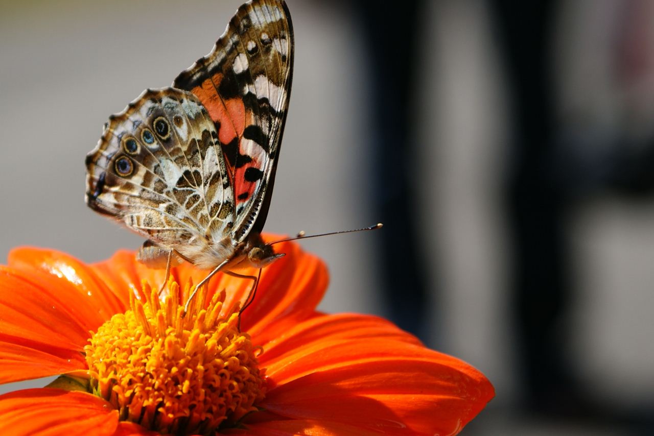 20 Beautiful animal photos (20 pics) | Amazing Creatures