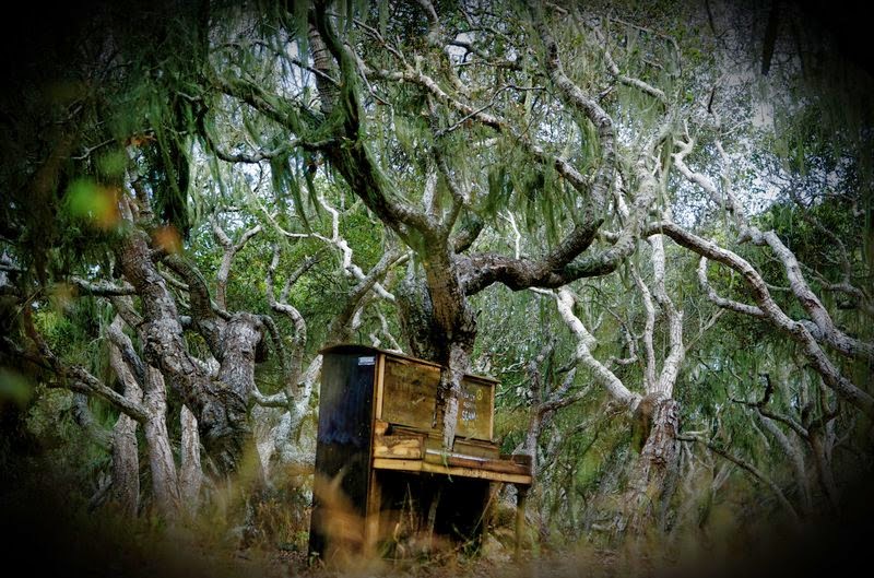 Tree Piano | The World Amazing & Arts Place