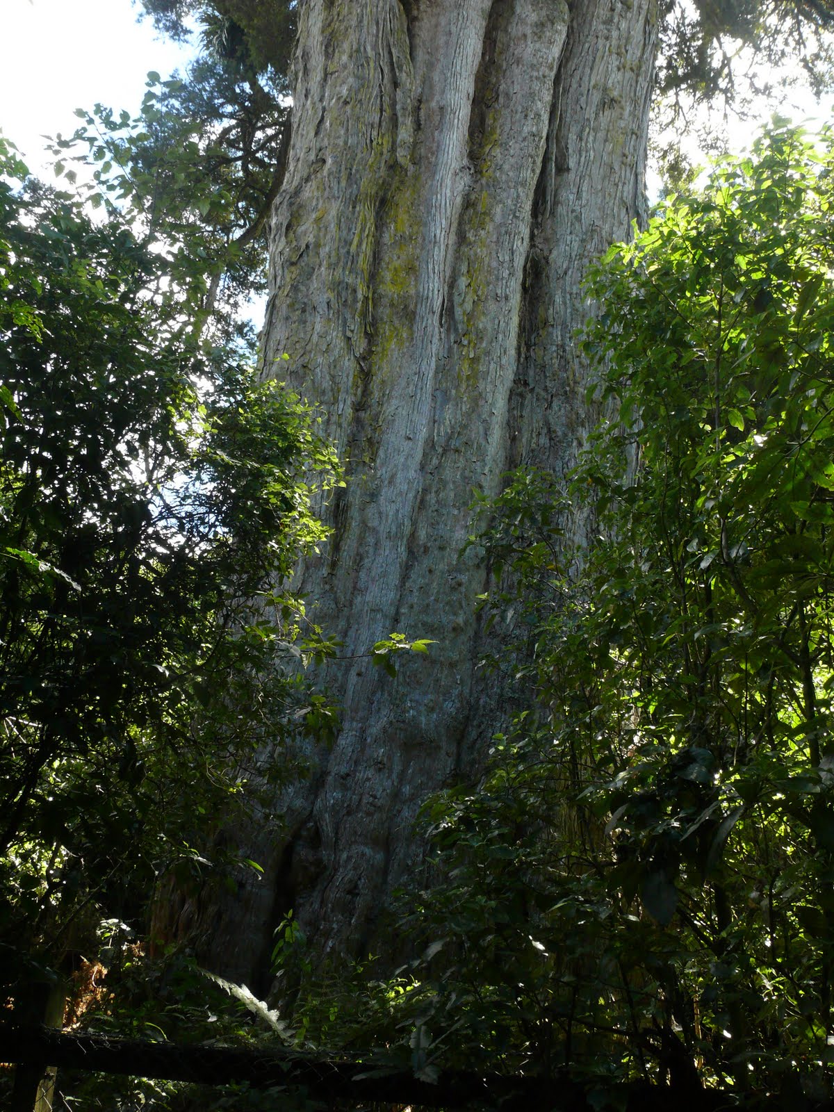 an extension to Grrr's mind...: Pouakani - the biggest Totara tree