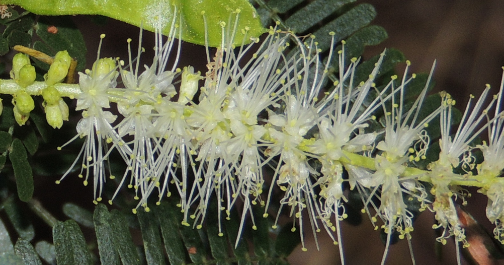 Fabaceae - Leguminosae no Brasil: Fabaceae - Mimosa tenuiflora (Willd ...