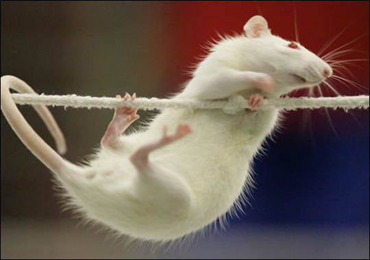 Philadelphia Cracks Me Up: Rats! It's Philly's Biggest Export