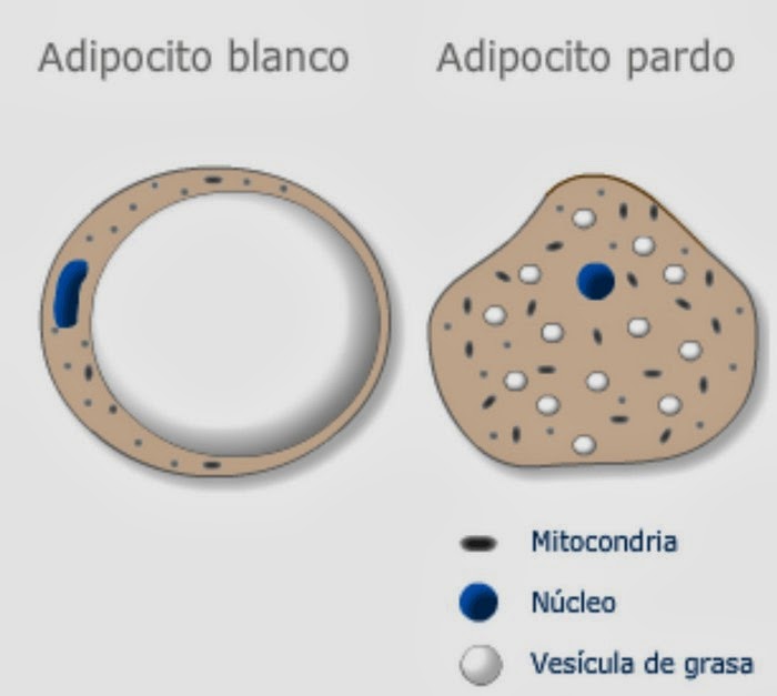 Biologia y Geologia: Tejido adiposo