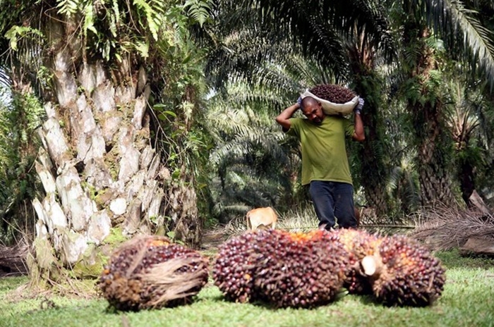 Laa..Pengajian Malaysia,: Sistem Kangani