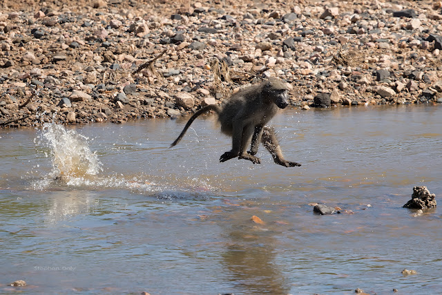 Photos from the Krüger National Park | Focusing on Wildlife