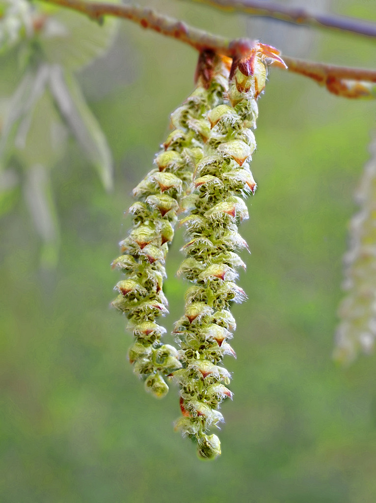 Milton Country Park Through the Year: Catkins