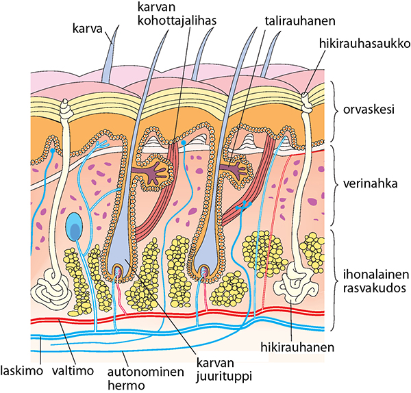 Ihon rakenne ja sen tehtävät