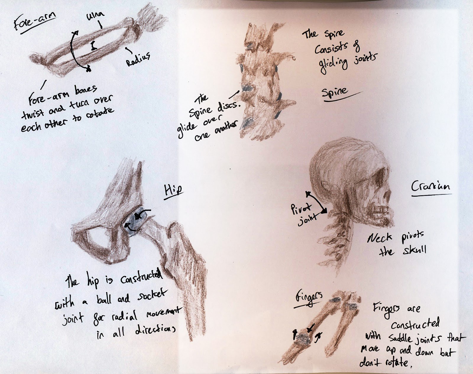 Artwork of Edmund Aubrey: 2d Lesson 20 - Skeleton Anatomy Study