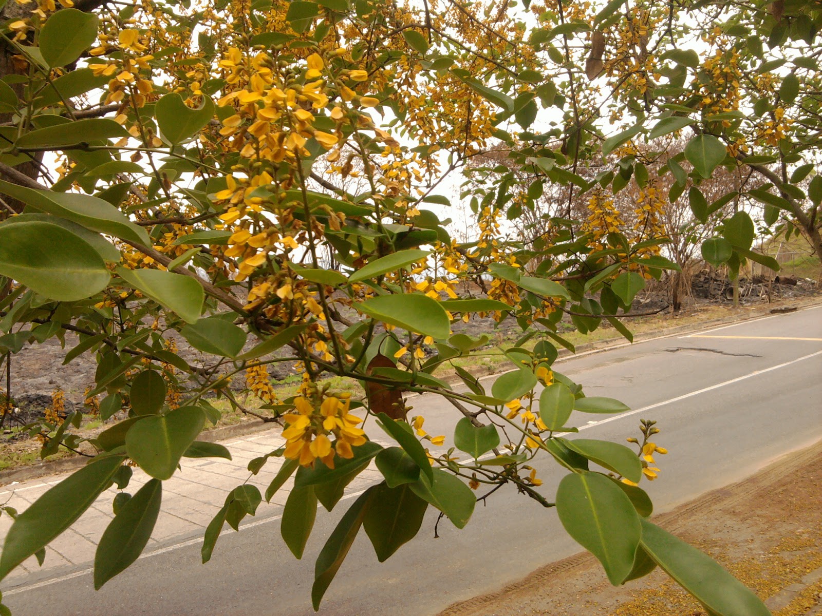 JFRHOUSE: ROBLE BLANCO