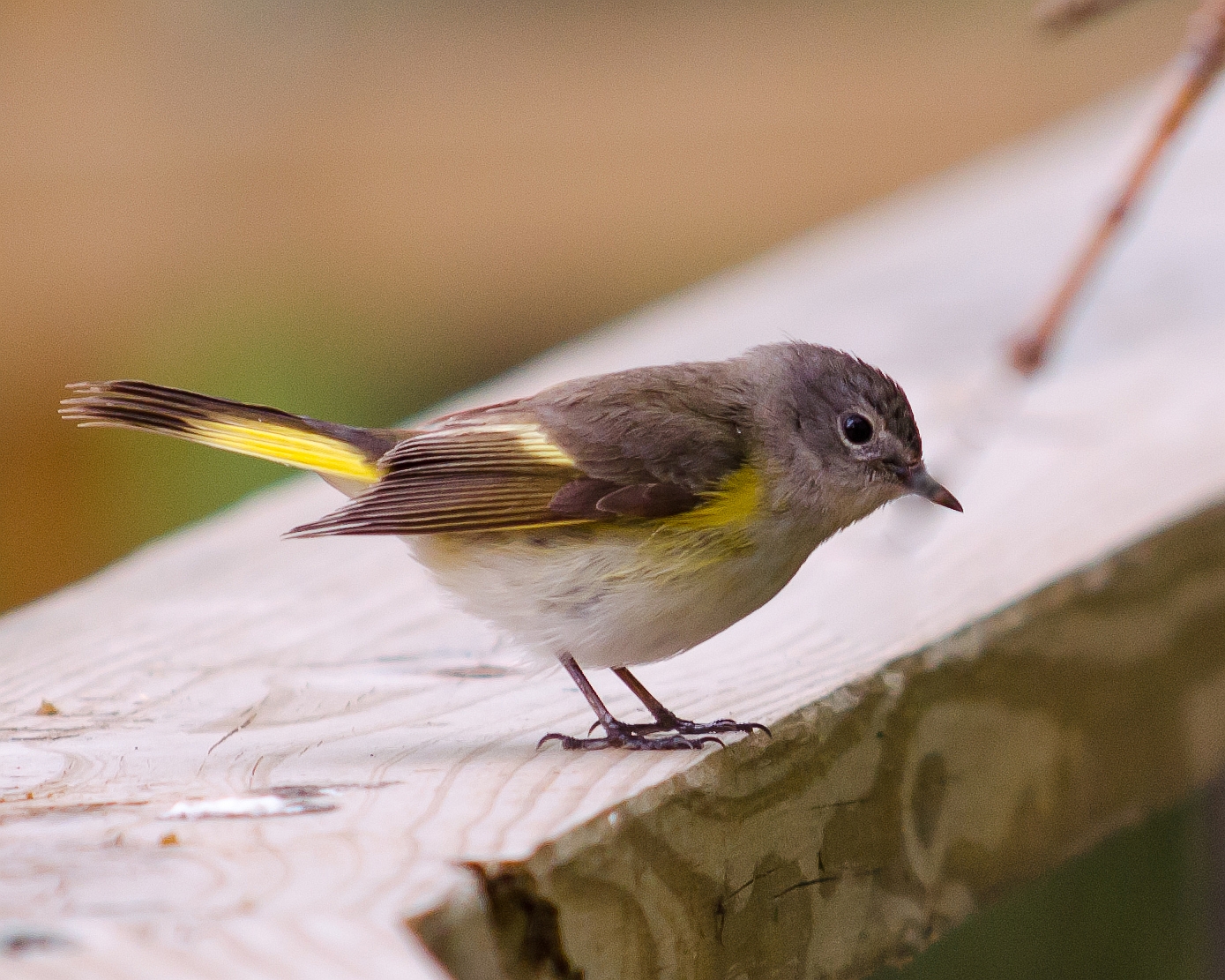 On the Subject of Nature: September 2015