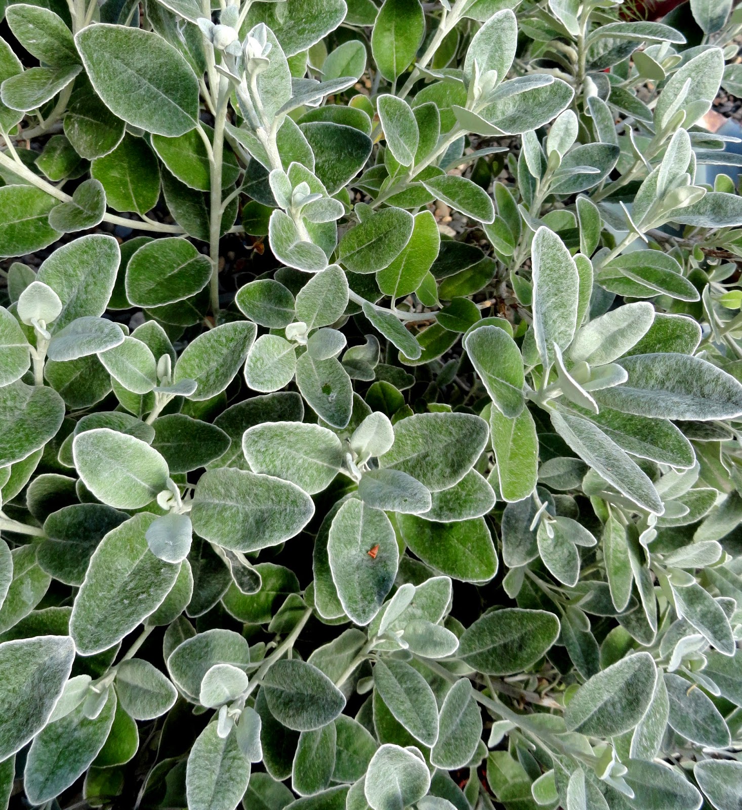 danger garden: Brachyglottis greyi is my favorite plant in the garden ...