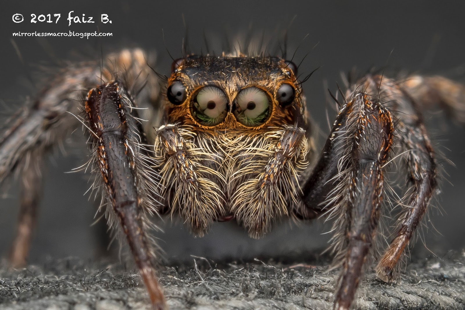 Mirrorless Macro Photography: Selection of Spiders from 2017!