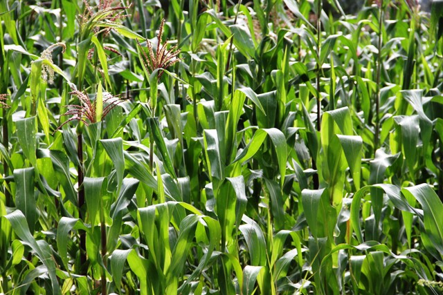 Eastern Grade Farm: KILIMO BORA CHA MAHINDI