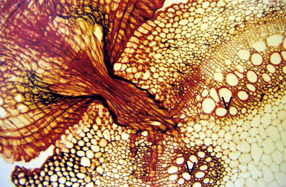 A Digital Botanic Garden: Dodder, Cuscuta sp., Convolvulaceae