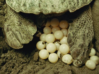 Turtle laying eggs, Turtle, Oviparous animals