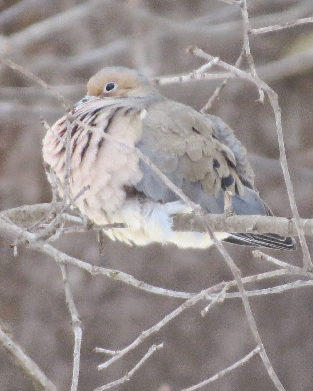 Things with Wings: Puffed Up Bird Contest