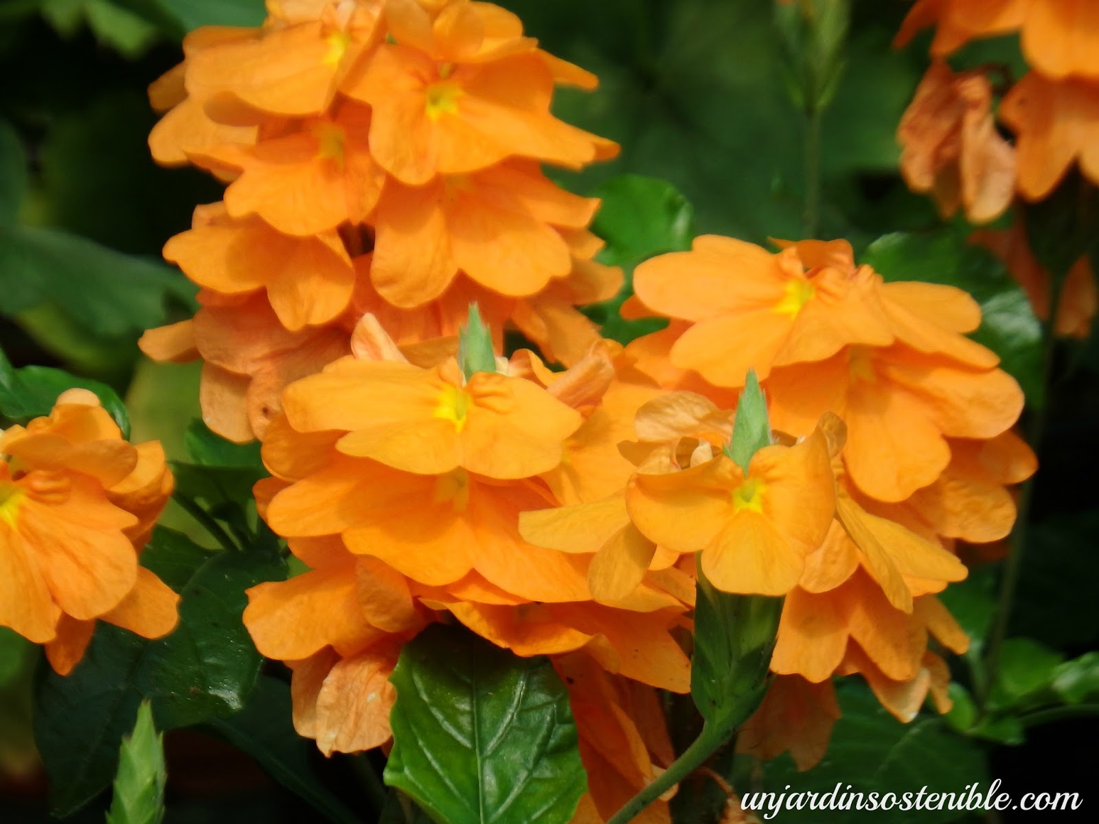 Crossandra infundibuliformis (Crosandra, justicia etc.)