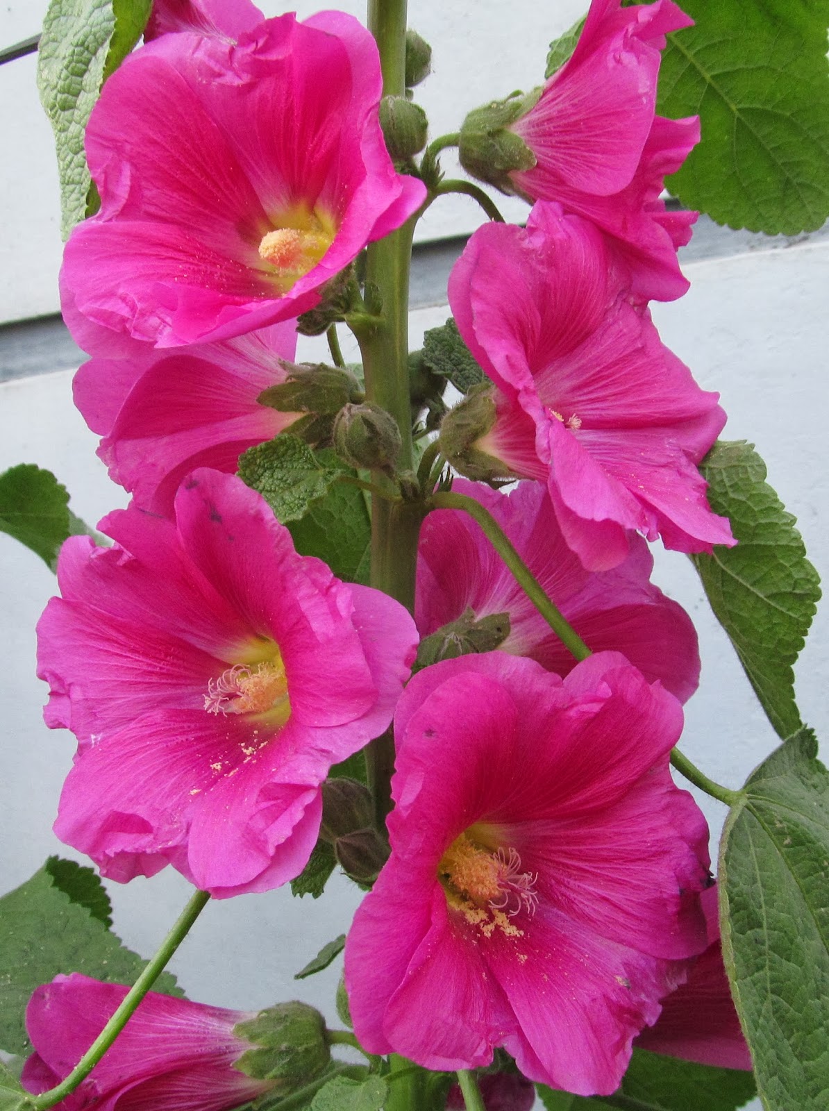 NATURAL & UNIQUE PHOTOGRAPHY: HOLLY HOCK FLOWERS