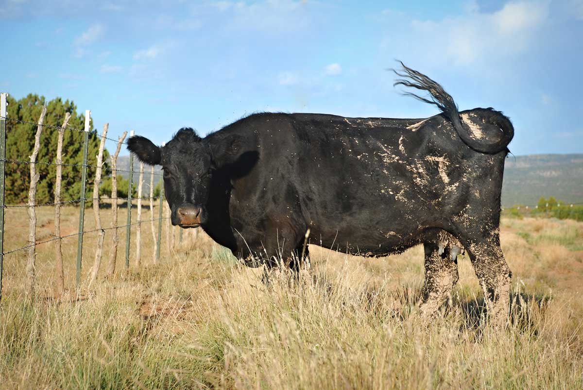 The 7MSN Ranch: Mad Cow