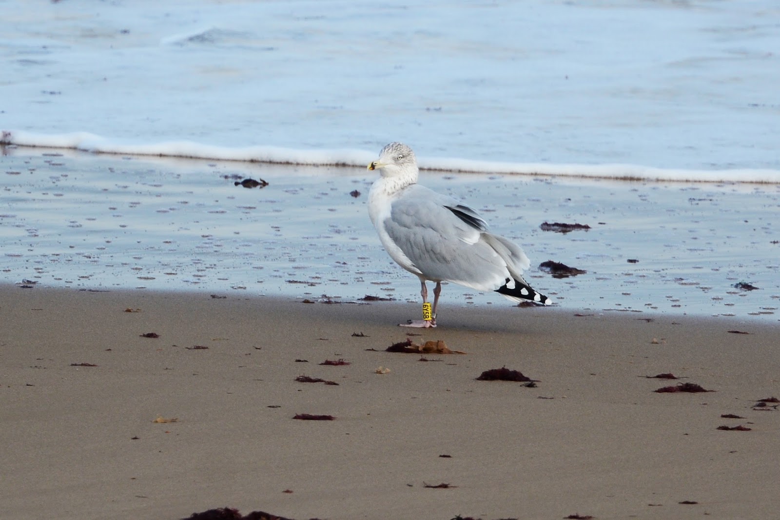 Happisburgh Parish Bird List