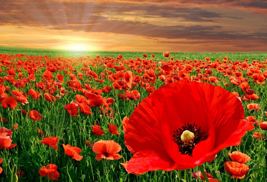 No decimos ni pío: Las flores más bonitas.