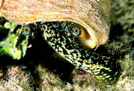 And I Think to Myself...What A Wonderful World.: Creature Feature ...