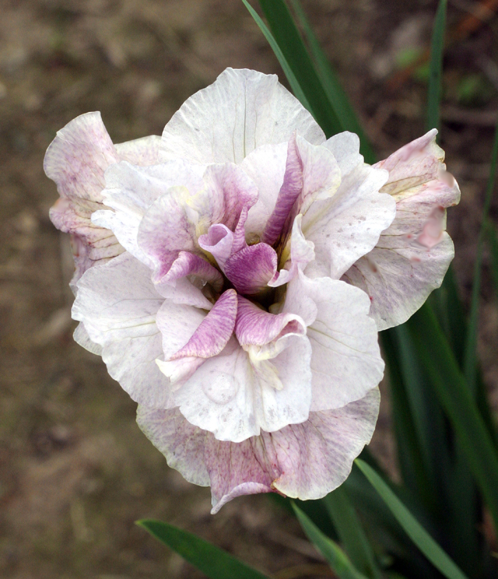 World of Irises: Double or Just Trouble?