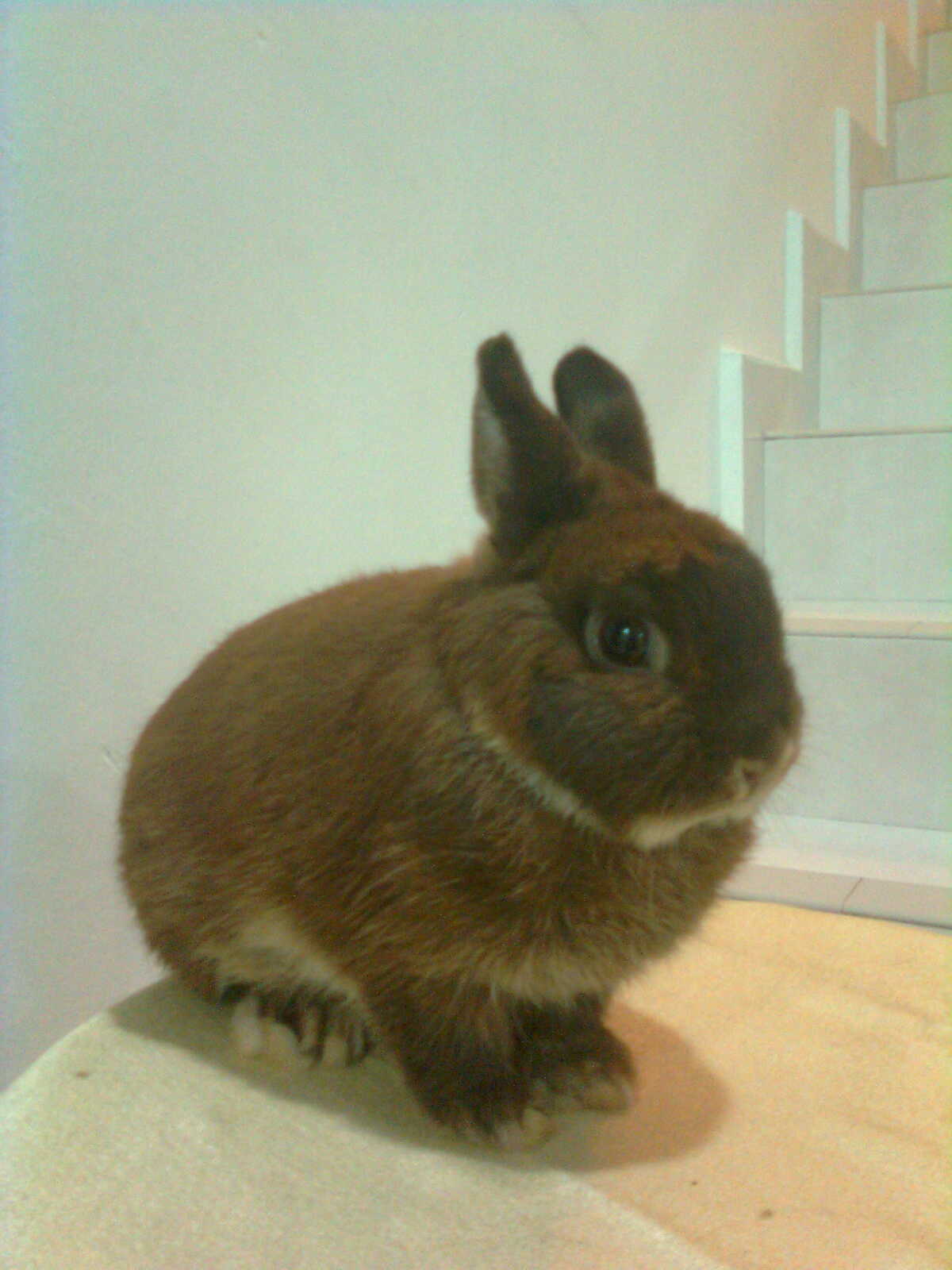 RS Collection: Netherland Dwarf Rabbits