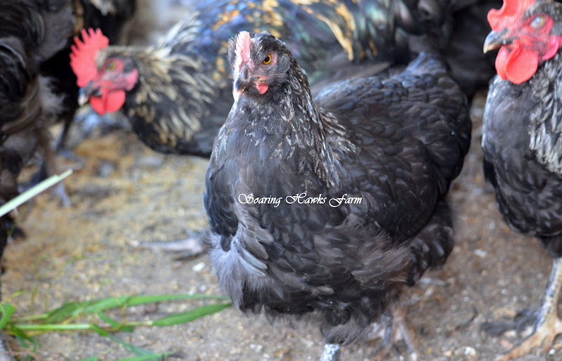 Soaring Hawks Farm: French Cuckoo Marans & Birchen Marans