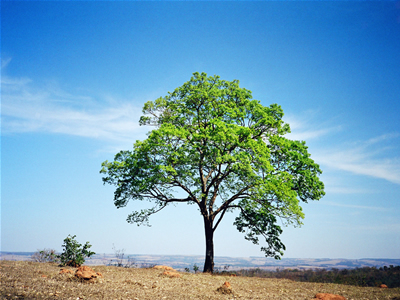 Rede Bartô de Múltua Cooperação.: Ipê Verde,Mudas do Cerrado,Viveiros ...