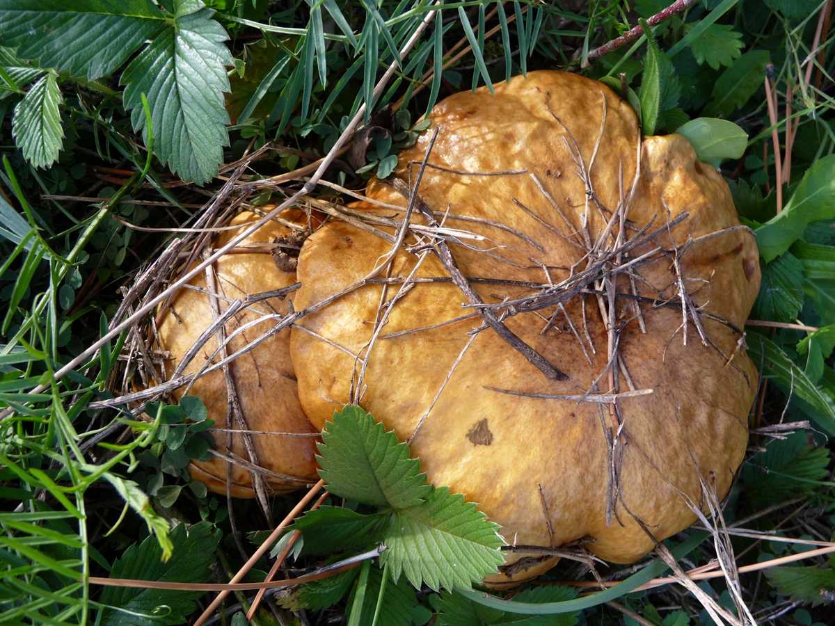 r o b i n 's y a r d: Boletus (III)