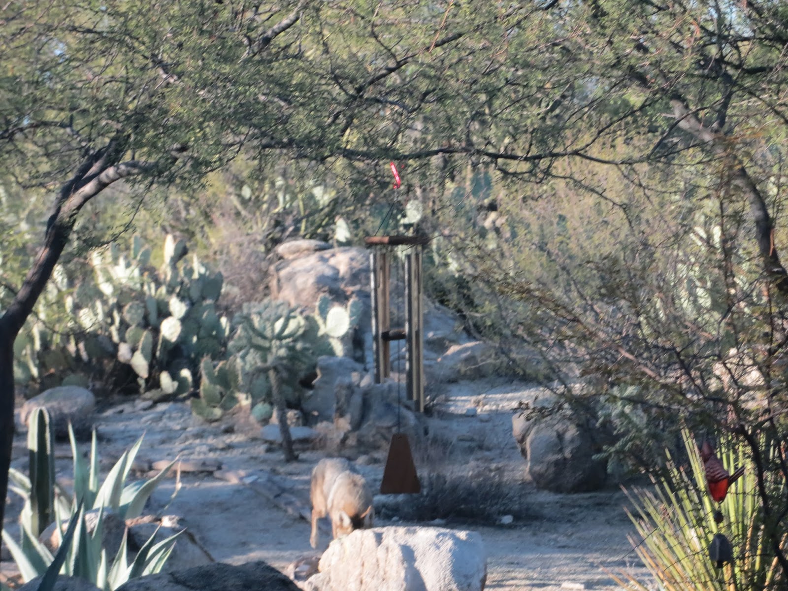 Tucson Wildlife Blog: Wylette et al