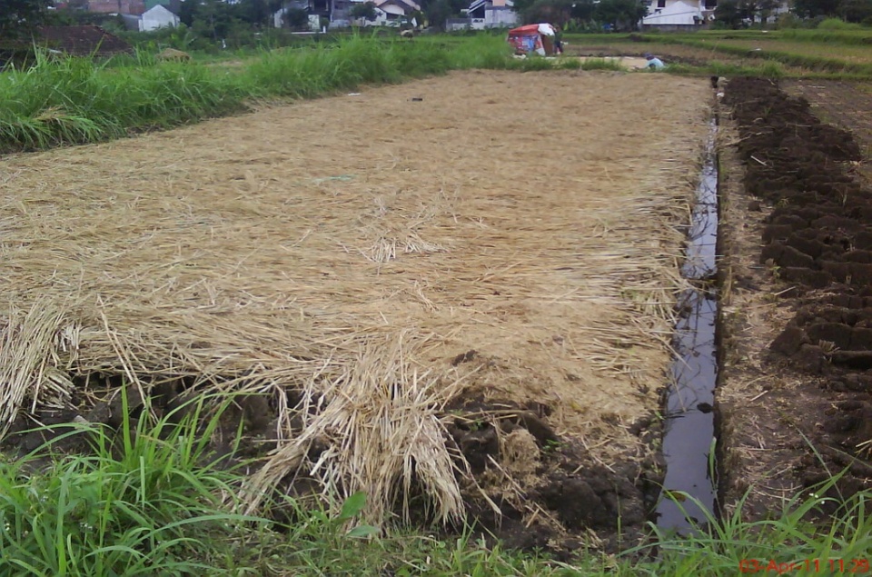 Dunia Tani Joyo: Penggunaan Mulsa Organik Terhadap Produksi Kedelai Hitam