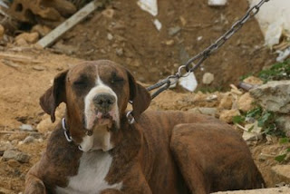 El aMor: El aMor: No All MaLtRaTo aNiMaL