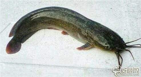 PERBEDAAN JENIS-JENIS LELE UNGGUL | PETANI MUDA