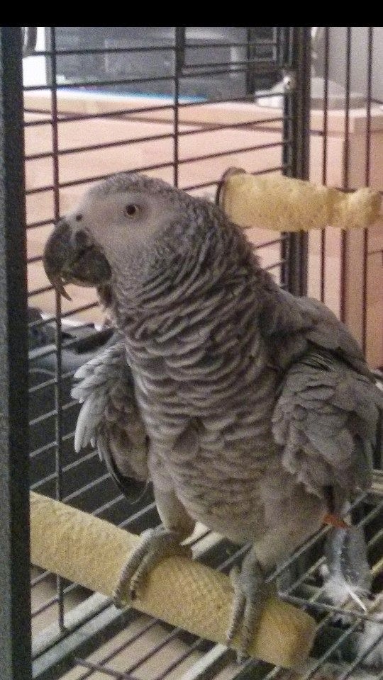 APAEC (Asociación Protectora de Animales Exóticos de Cataluña ...