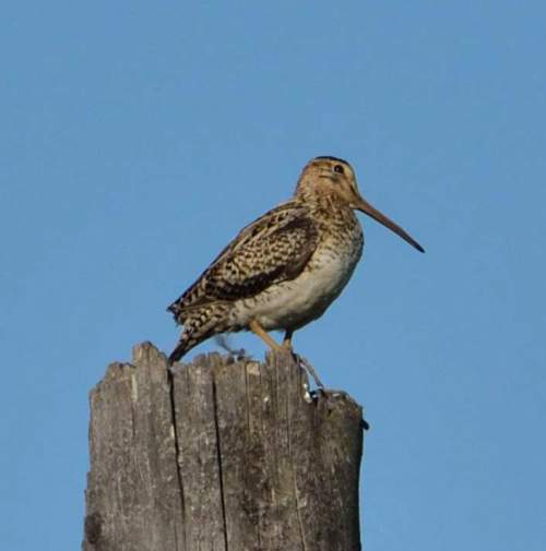 Swinhoe's snipe photos | Birds of India | Bird World