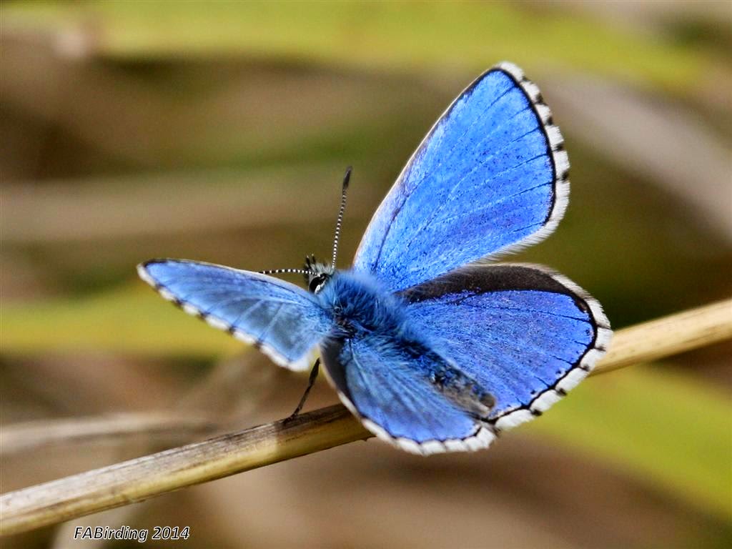 Wildlife Watching with FAB.: Adonis Blue.