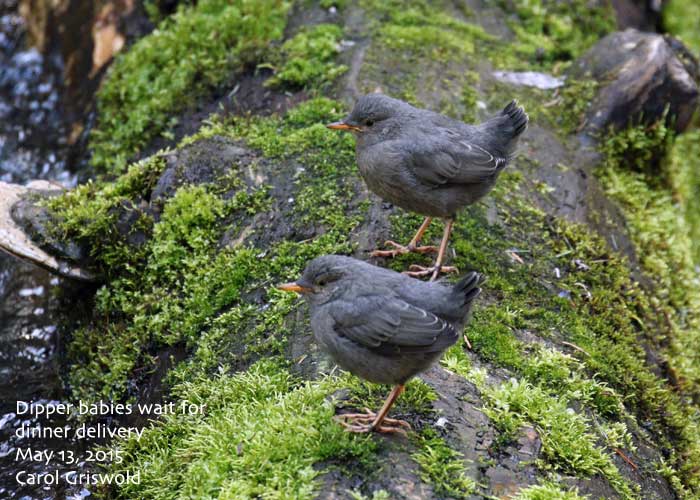 Sporadic Bird from Seward, Alaska : Wednesday, May 13, 2015 Baby Dippers!