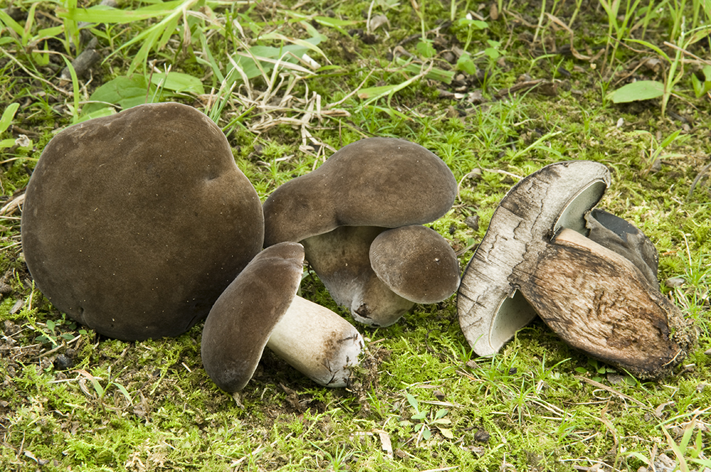 The 3 Foragers: Foraging for Wild, Natural, Organic Food: Boletes
