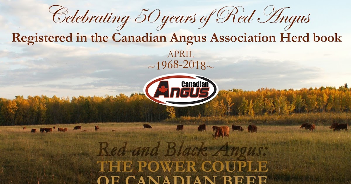 Canadian Angus Association Blog: Celebrating 50 Years of Red Angus ...