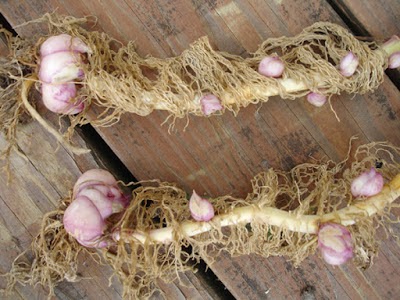 B&D Lilies Garden Blog: Be mindful of lily bulblets.