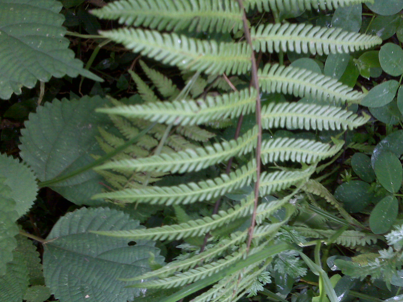 Herbario Interactivo Veracruz: Helecho