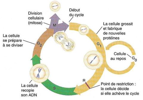 La régulation du cycle cellulaire