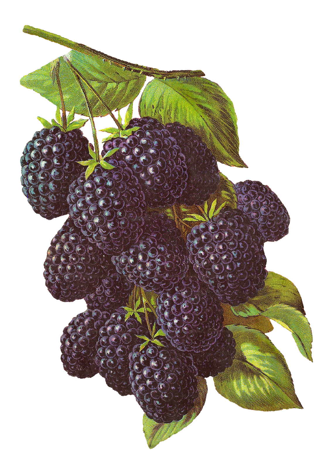 Clipart Blackberry