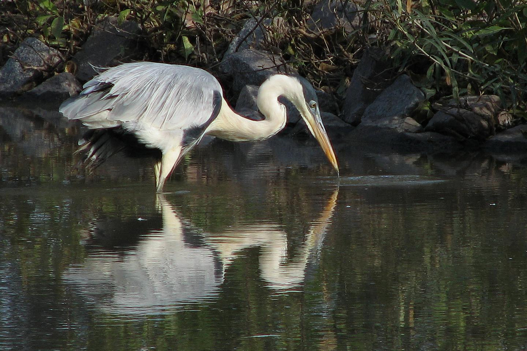 Aves de Santa Fe - Argentina: GARZA MORA (Ardea cocoi)
