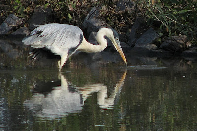 Aves de Santa Fe - Argentina: GARZA MORA (Ardea cocoi)