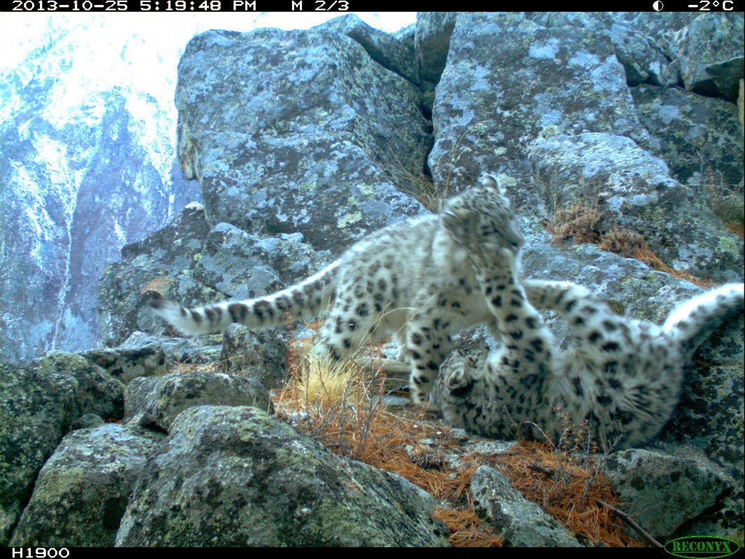 Journey to the Edge of Time: Snow Leopards - An Endangered Specie