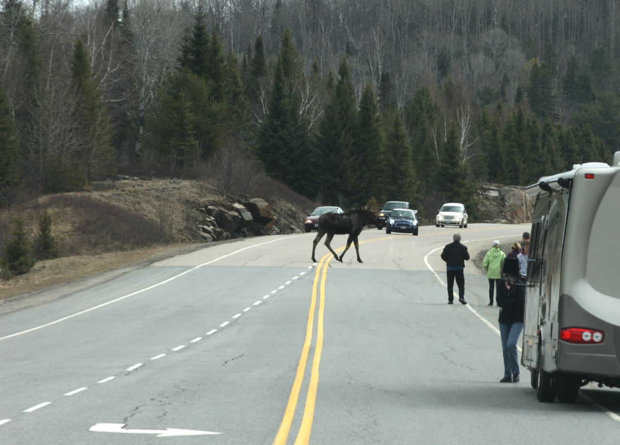 The Algonquin Outfitters blog archives: Easter Sunday Algonquin update ...